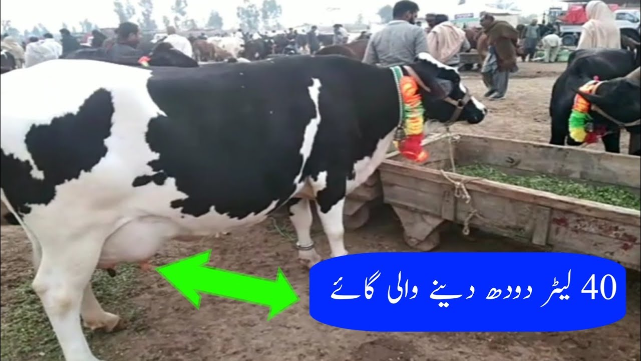 salam mewashi mandi!!mewashi mandi!!beautiful cow mandi !cow🐄 - YouTube