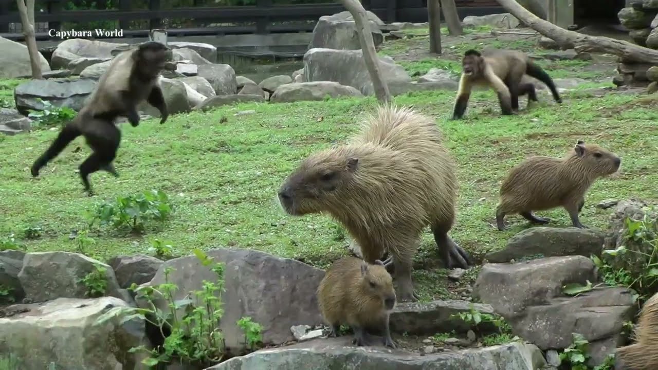 Baby Capybaras Have a New Enemy - YouTube