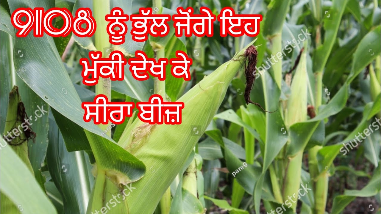 makki full detail 9108 to vadia makki boot shandar (sharanjit singh ...