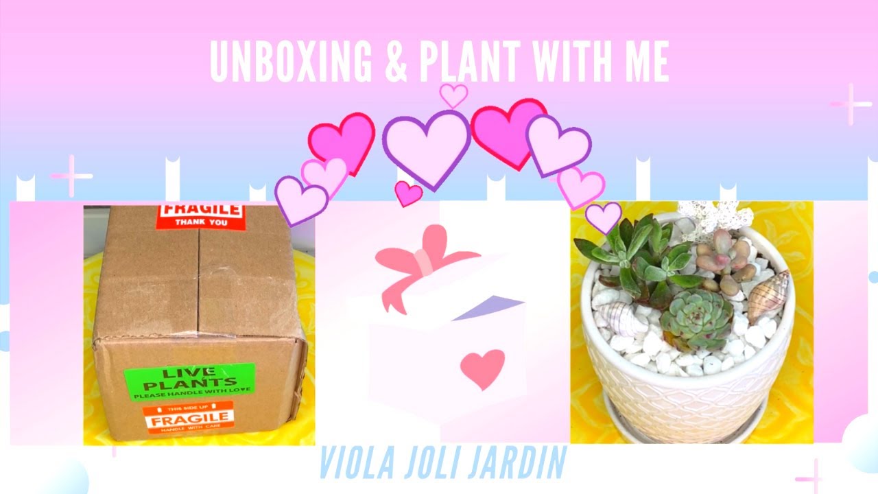 Succulent Unboxing & Planting - Viola Joli Jardin Etsy - YouTube