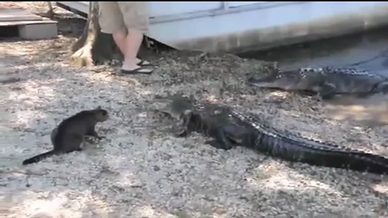 Cat vs alligator: cat wins | Yann Zane (Jan Zika) - YouTube