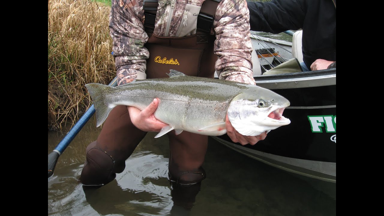 Fishing Guide Kalama Steelhead 2/26/2015 - YouTube