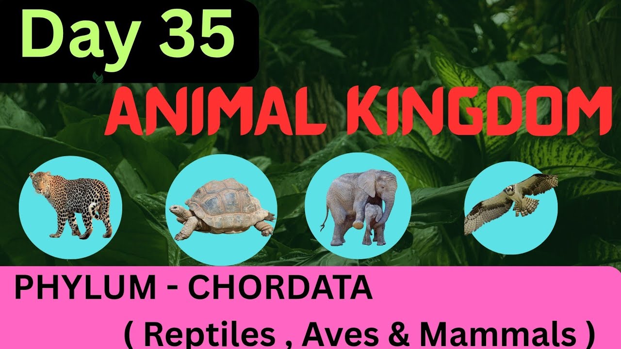 Phylum Chordata Animals List Animal Kingdom Chordata Notes | Knowt