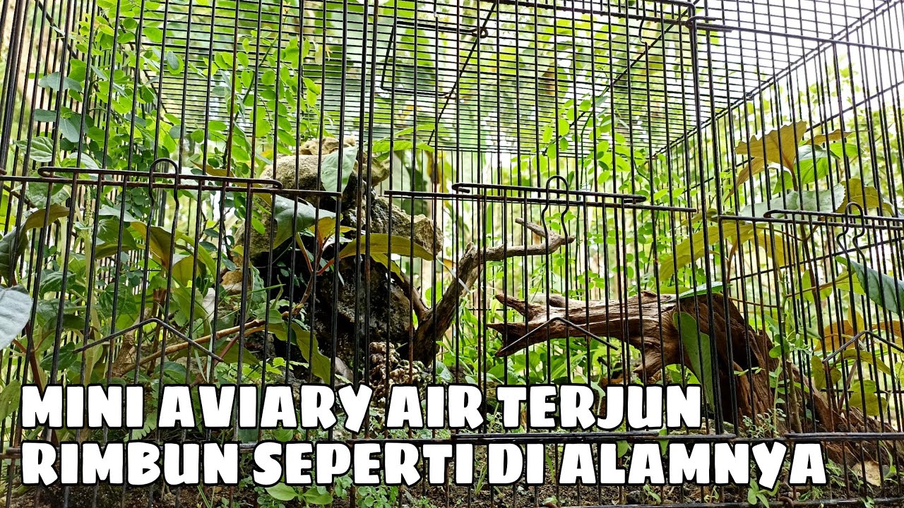 AVIARY MINI AIR TERJUN SEMAKIN RIMBUN TAMPIL LEBIH INDAH - YouTube