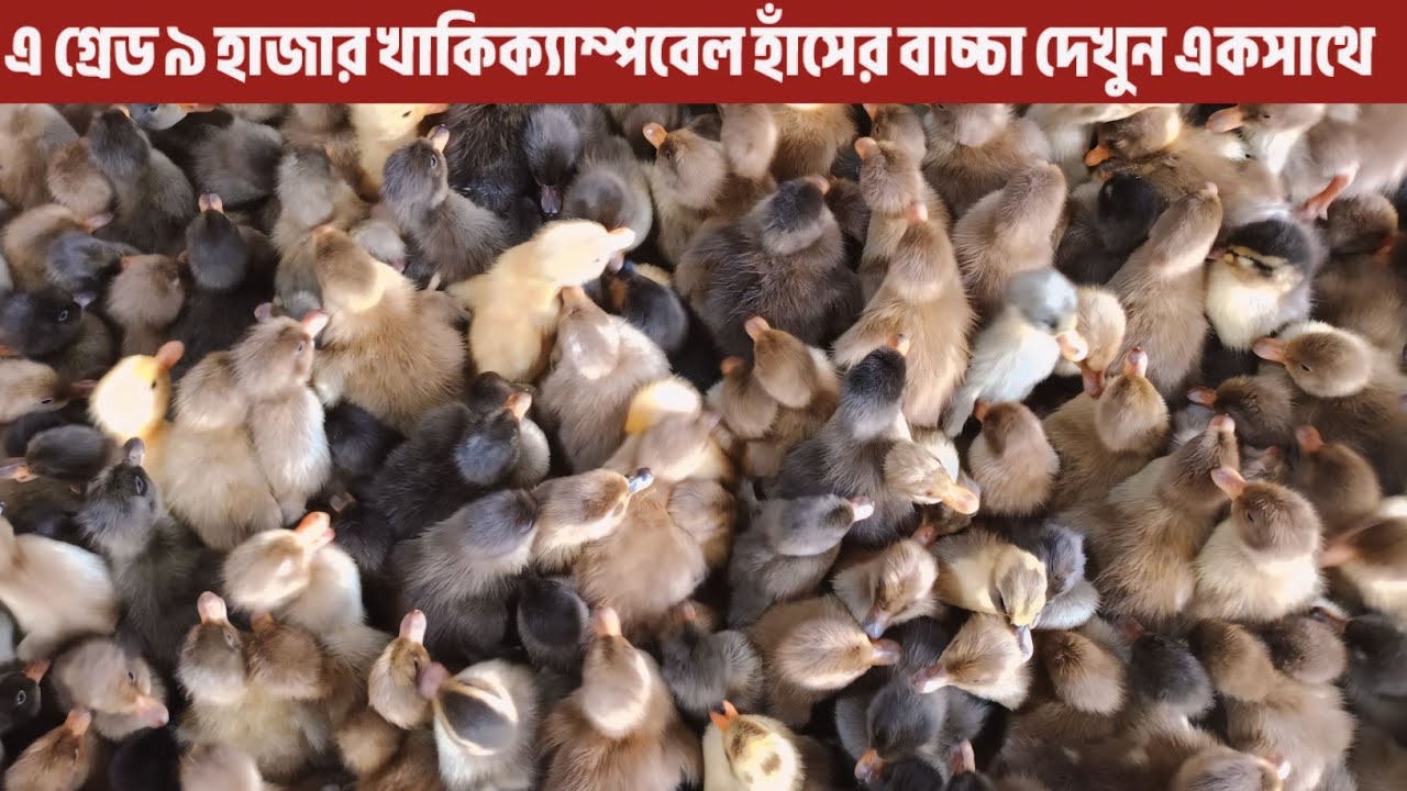 এ গ্রেড ৯ হাজার খাকিক্যাম্পবেল হাঁসের বাচ্চা দেখুন একসাথে। haser khamar ...