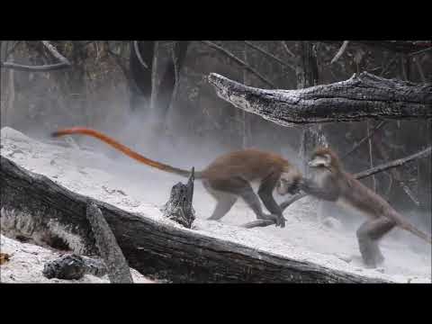 Red-tailed monkeys playing in the ash in the Issa valley, Tanzania ...