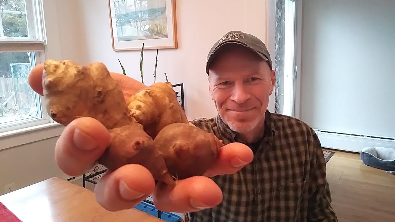 Sunchoke Fermentation, My Epic Fail (and success) – Karl’s Food Forest ...