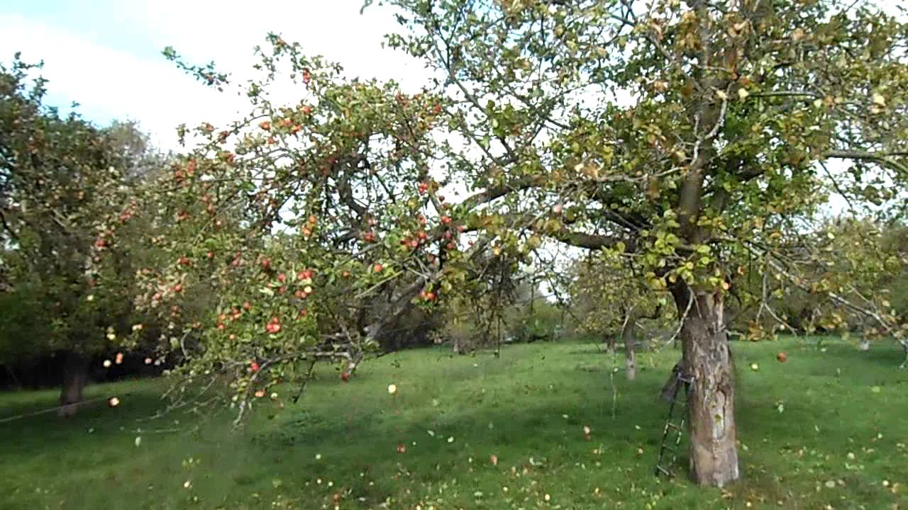 Shaking of the apple tree - YouTube