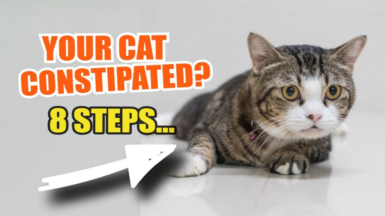 8 WAYS to HELP your CONSTIPATED CAT 🐾🐱 (Symptoms and Causes of a Constipated Cat) - YouTube