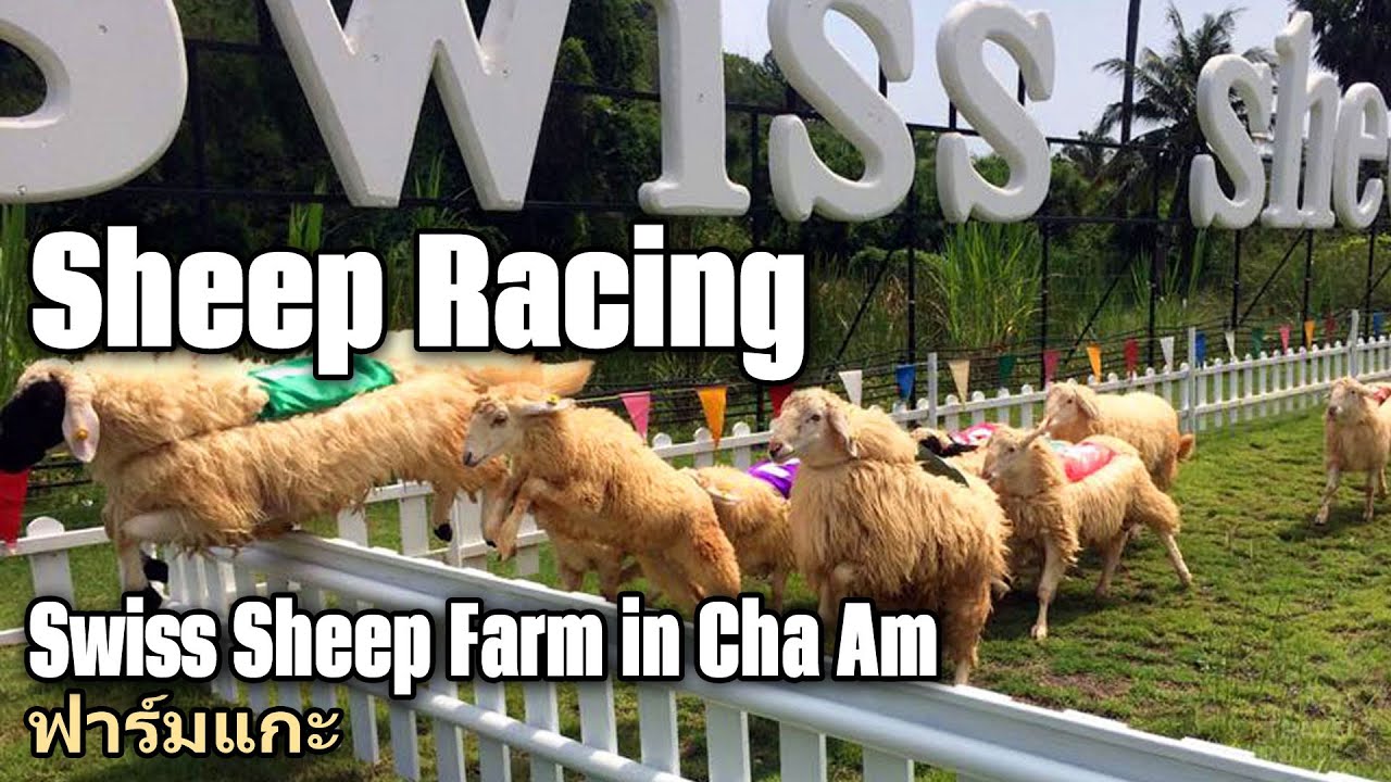Sheep Racing at Swiss Sheep Farm in Cha Am - YouTube