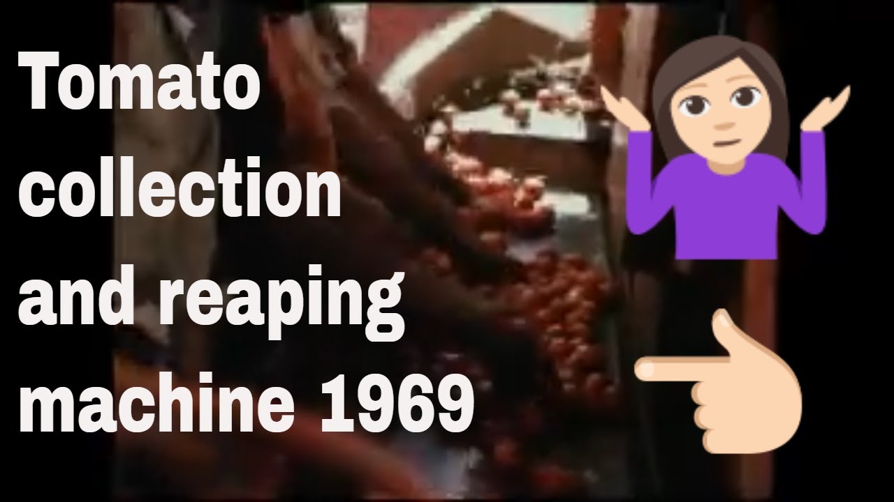 Tomato Collection reaping and sorting machine demo in 1969 California ...