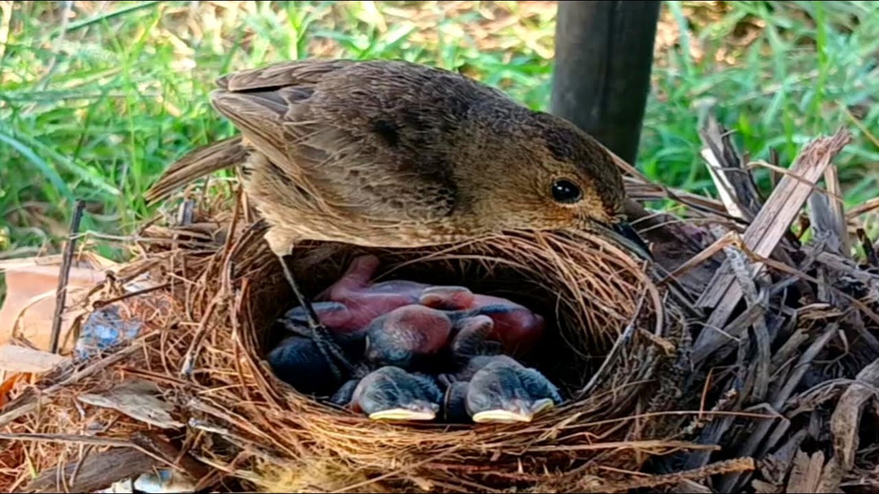 Sooty chat trying Birds enter the nest and step on their own chicks ...