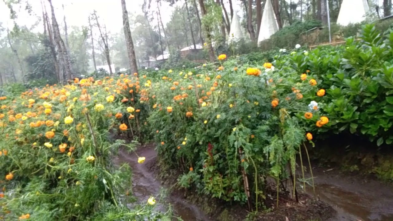 Kebun bunga di Coban Talun Kota Batu - YouTube