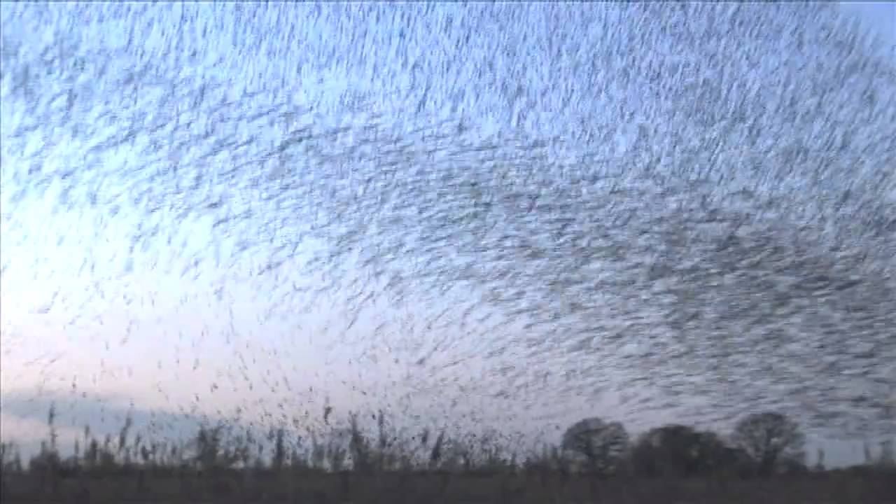Macrowikinomics Murmuration - YouTube