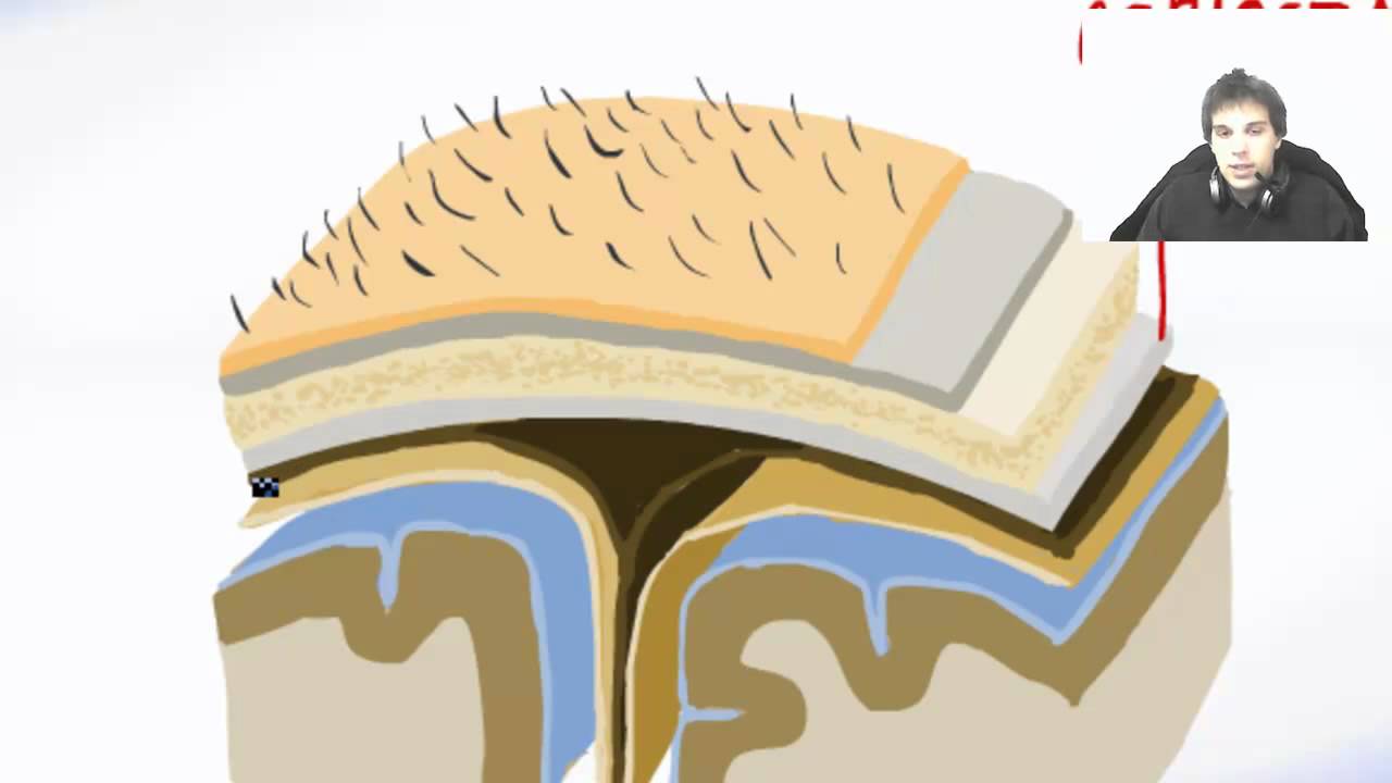 All Brain Meninges (Membranes) - Brain Anatomy - YouTube