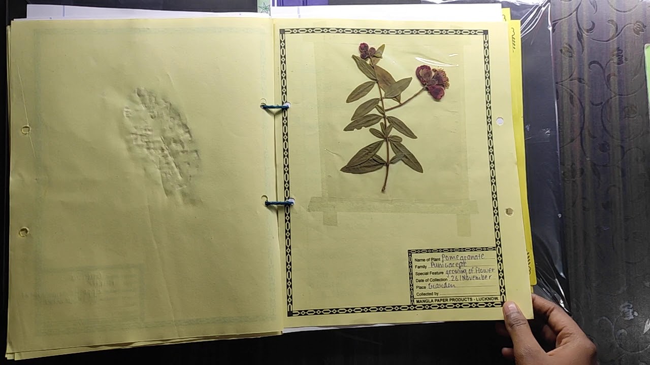 Easy herbarium file🤘🤘....🤗🤗🤗 - YouTube
