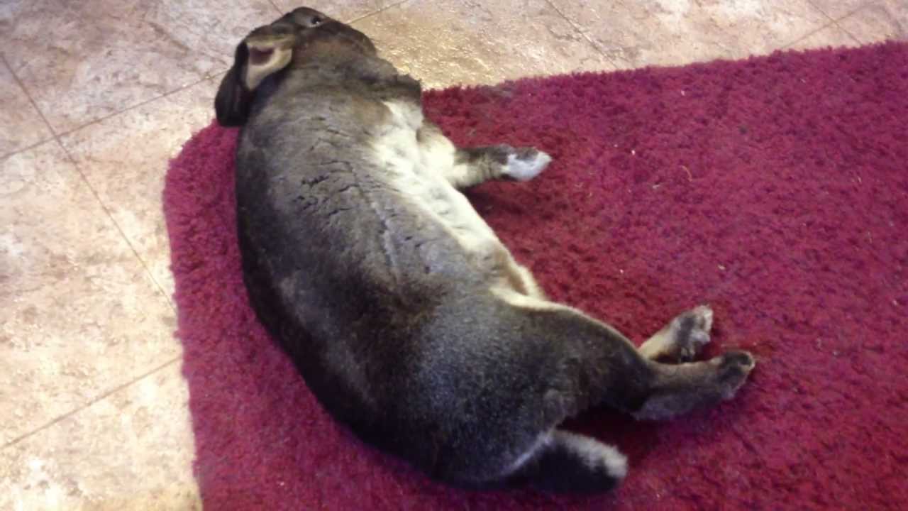 Dwarf Rex Rabbit Sleeping - YouTube