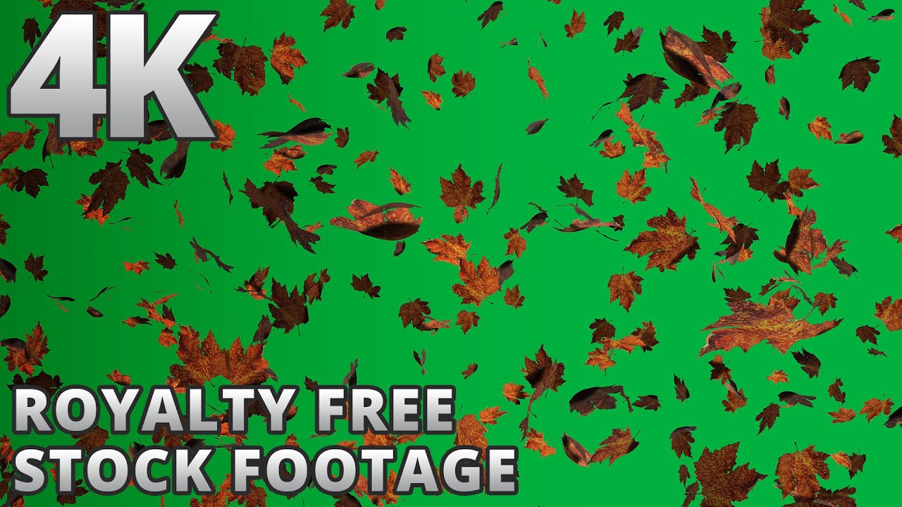 Autumnal Leaf Fall Loopable 4K Green Screen - Copyright & Royalty Free ...