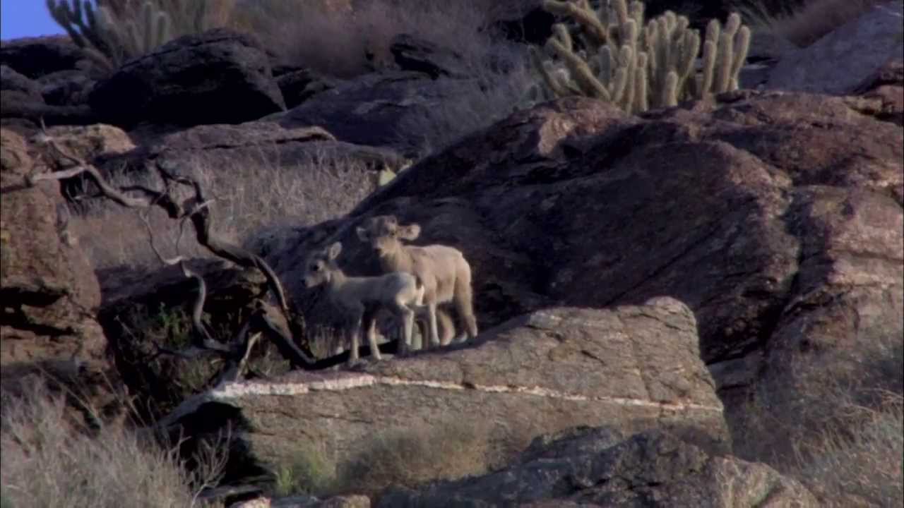 National Geographic TV - "The Wild West" (Bighorn Sheep) - YouTube