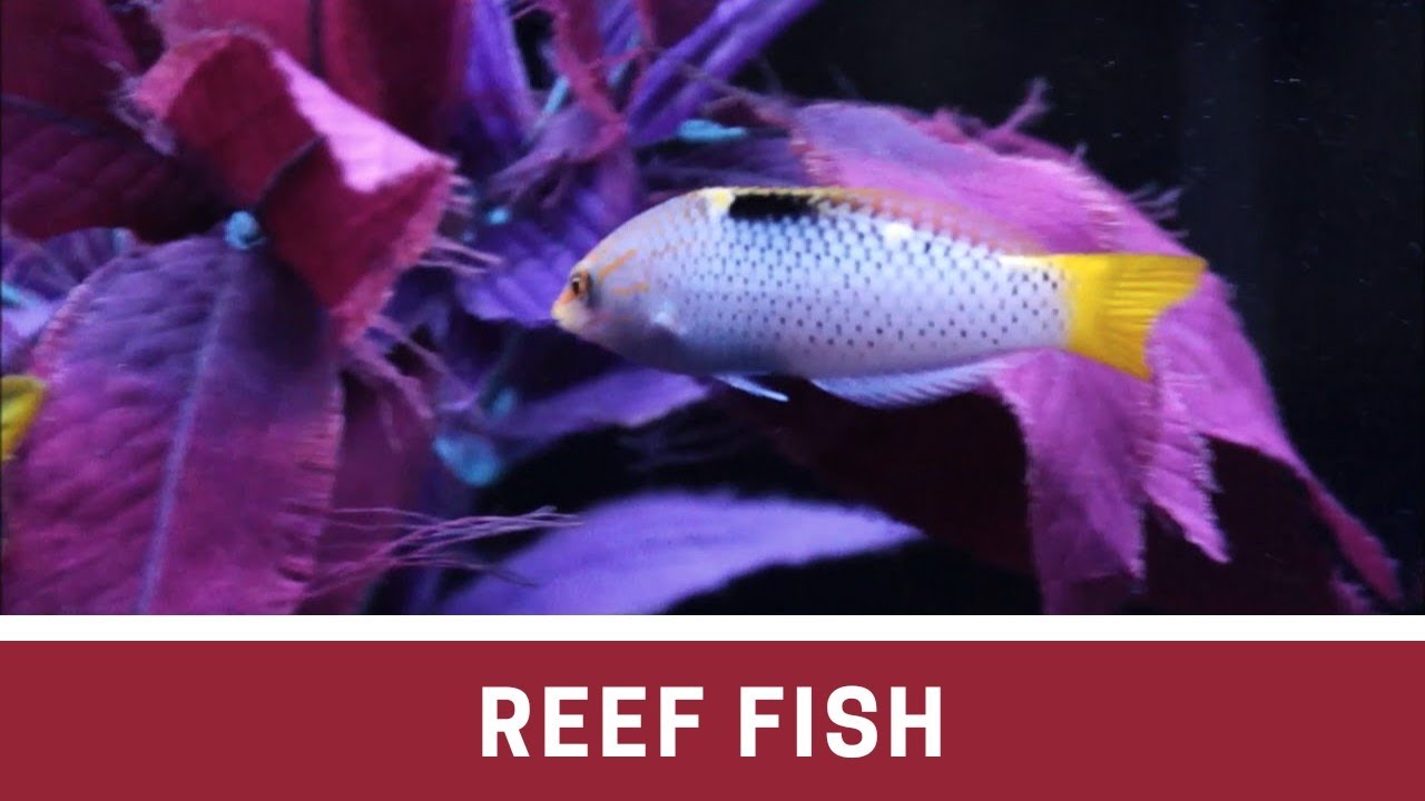 Fish at Elite Reef | chalk basslet, yellow tang, clownfish, fairy ...