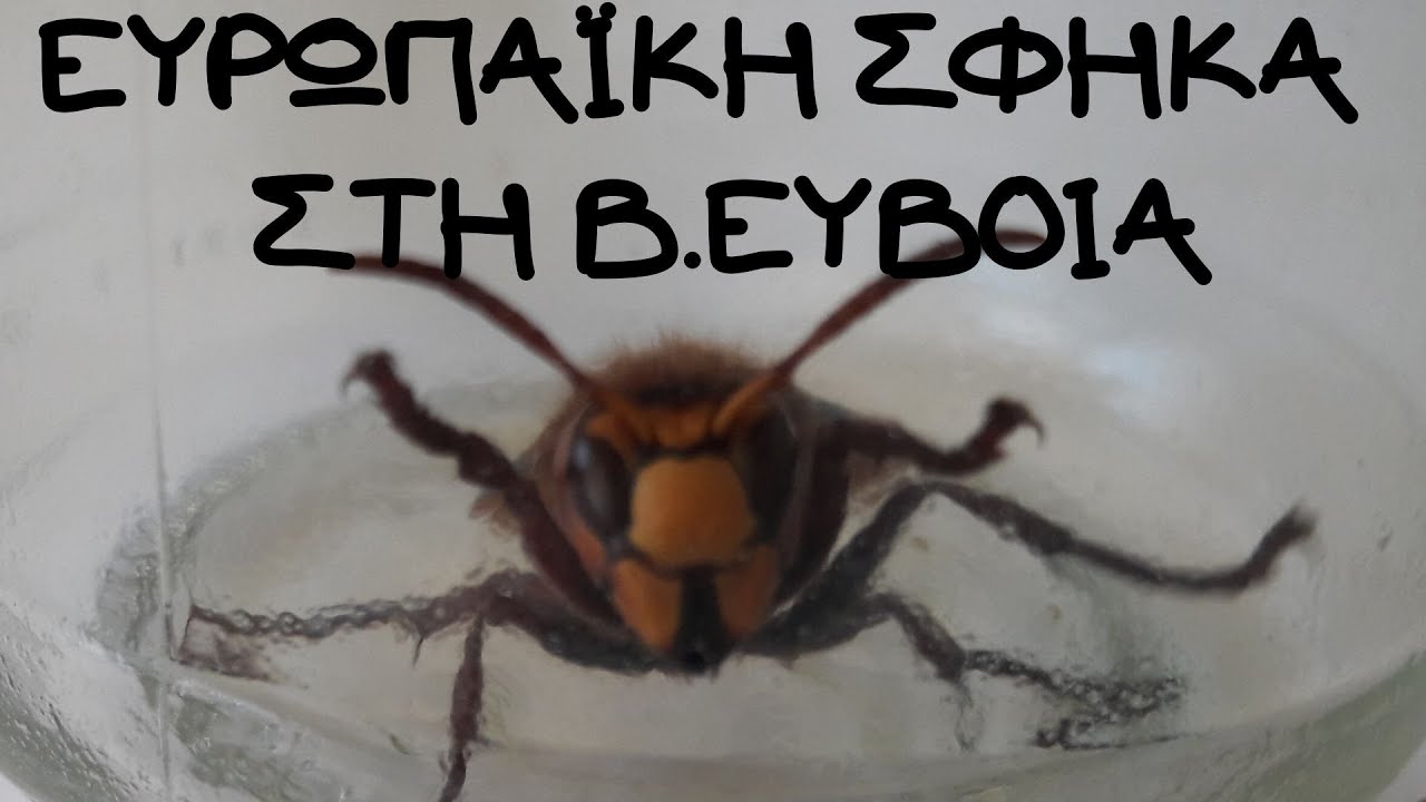 ΕΠΙΑΣΑ ΕΥΡΩΠΑΪΚΗ ΣΦΗΚΑ ΣΤΗ Β. ΕΥΒΟΙΑ!!! - YouTube