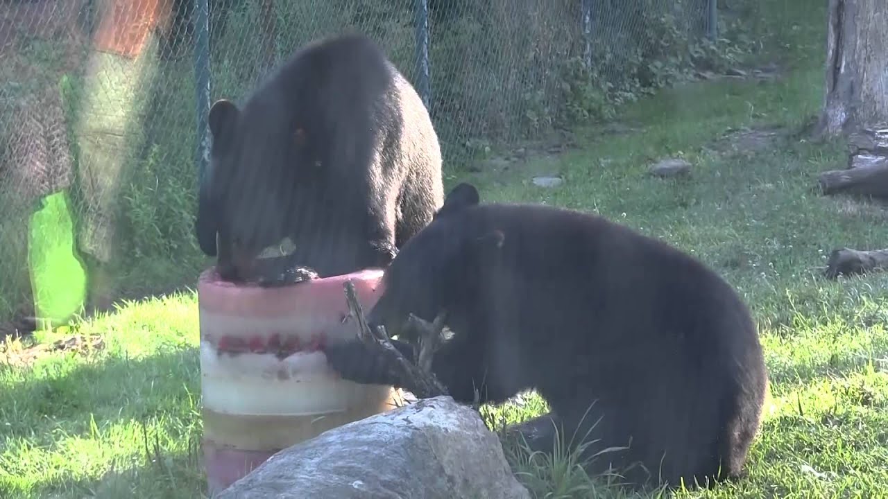 Bear bubble bath, popsicle at Thompson Park Zoo - YouTube