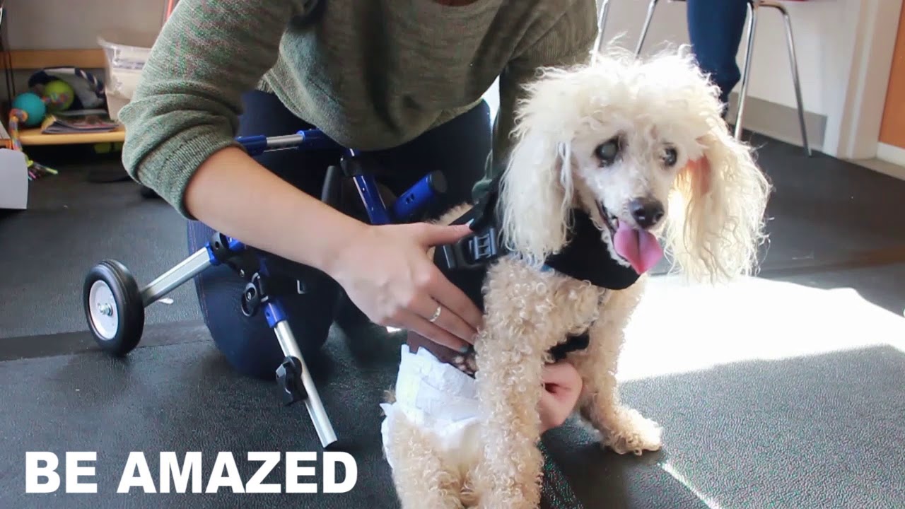 Disabled Poodle with Fused Legs Gets Dog Wheelchair! - YouTube