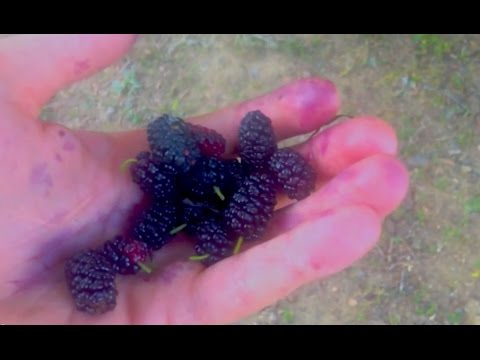 Foraging Wild Mulberries in Virginia! - YouTube