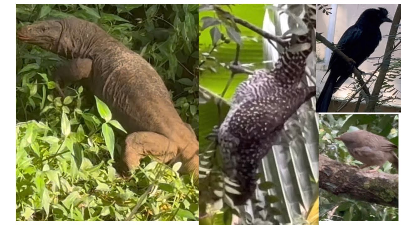 Wildlife Encounters in Nature's Green Kingdom | Nature Documentary ...