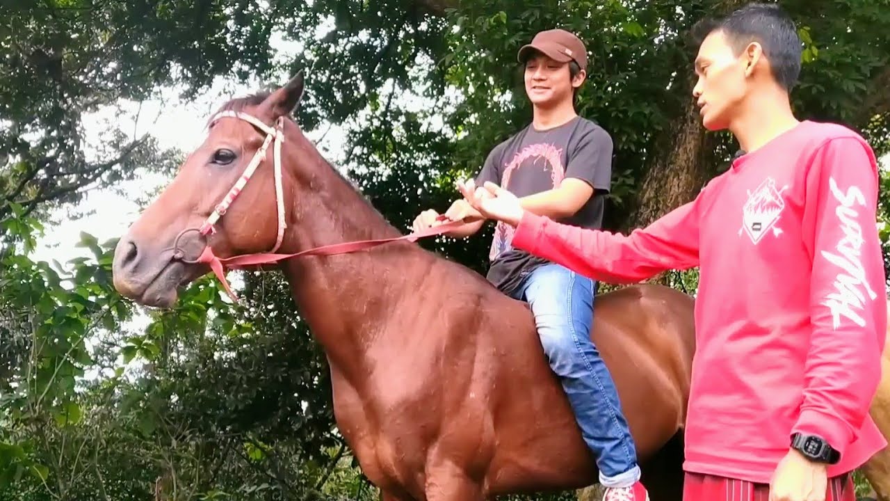 Tutorial Berkuda Kilat Kurang Dari 10 Menit - Berkuda Untuk Pemula ...