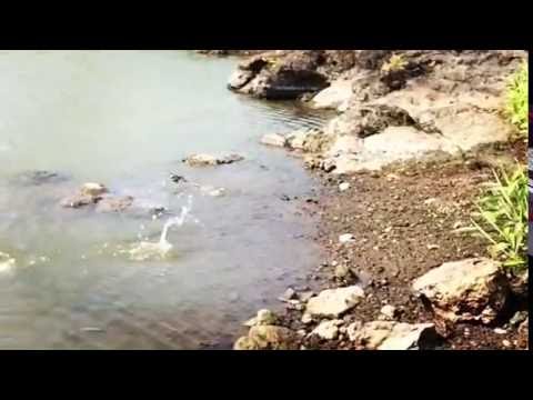 Frog jumping in Slow Motion - YouTube