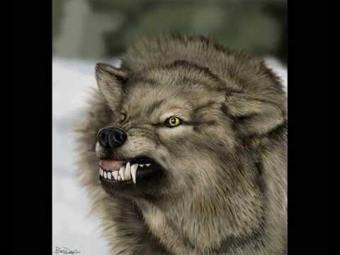 Akşamcı Gökhan -Yanlızkurt