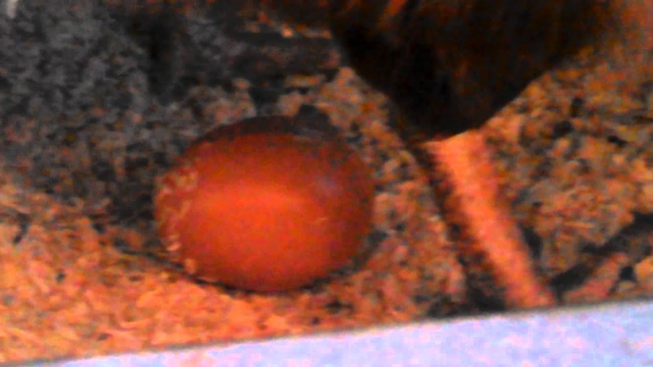 Laying Hen - Rhode Island Red Chicken - YouTube