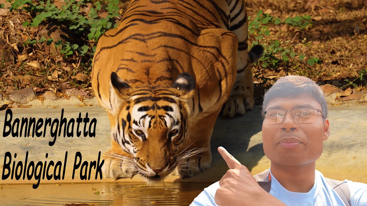 Bannerghatta National Park || Bangalore Zoo with 94 species || Guide to ...