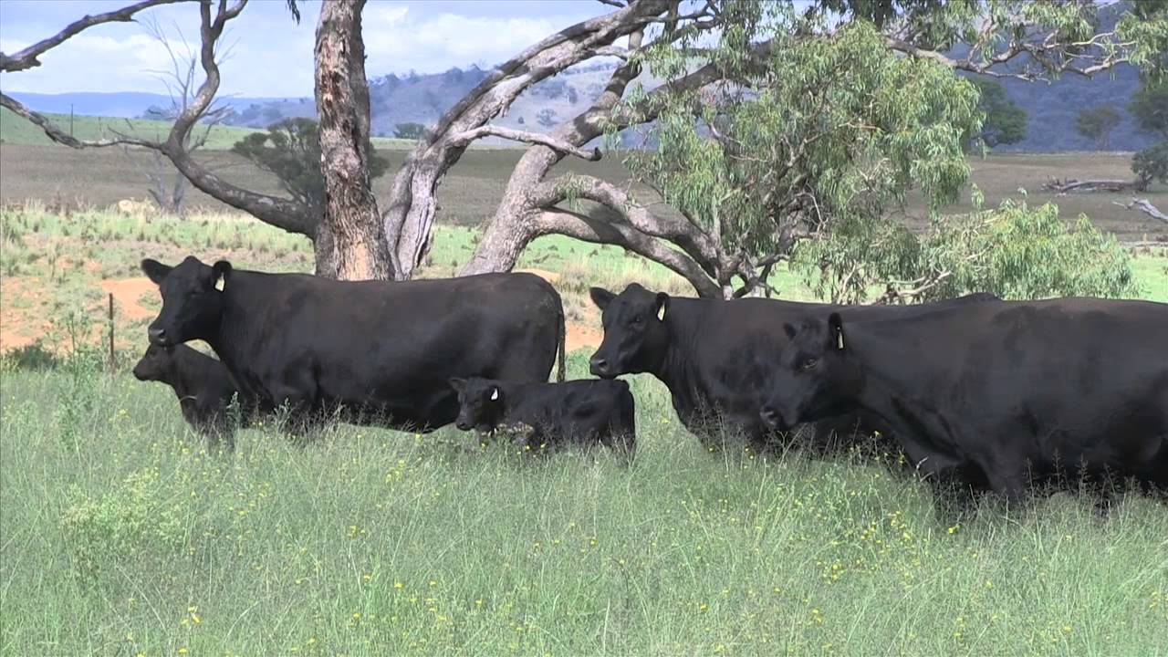 Millah Murrah Female Sale Highlights 2013 - YouTube