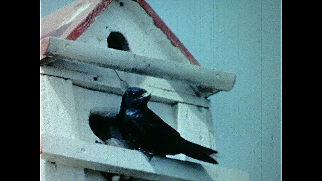"Building Bird Houses"- Cute 1950's Kids Movie - YouTube