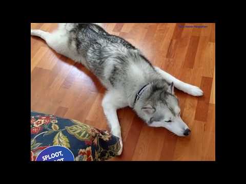 What is Sploot? Watch Dogs and Cats relaxing in a funny stretching pose.