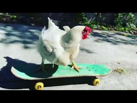 Chicken skateboarding like a pro. - YouTube