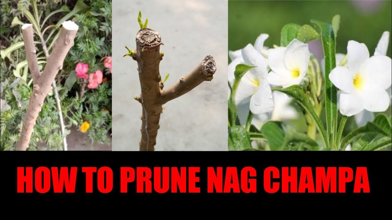 Nag Champa Flower | Best Flower Site