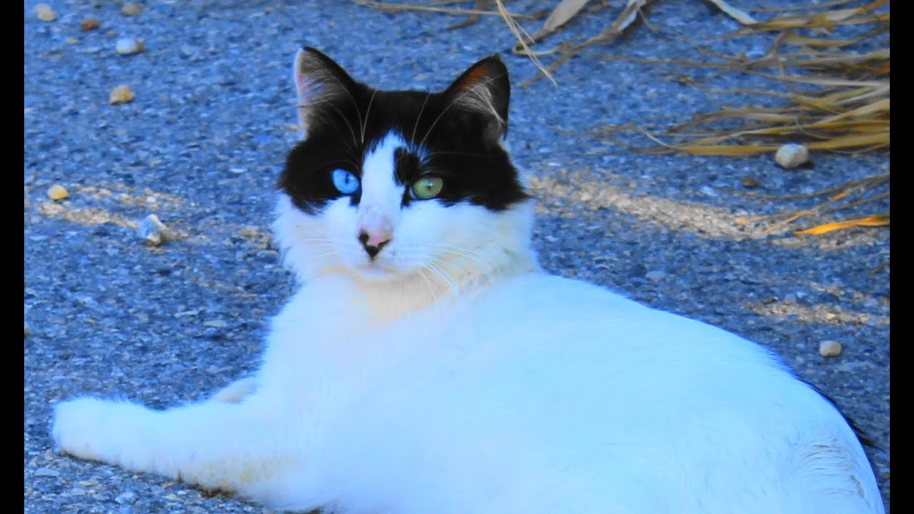 КОШКИ КРИТА / CATS OF CRETE - YouTube