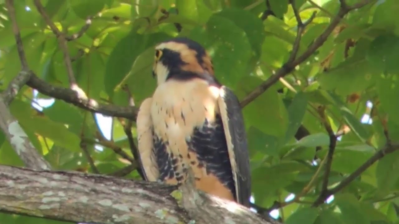 Halcón Aplomado - Falco femoralis - YouTube