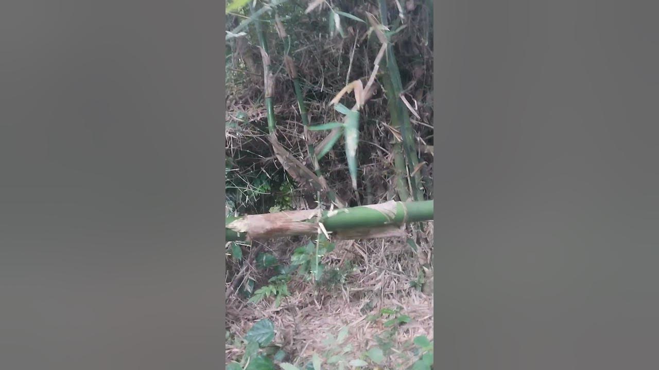 Fresh katig .... - YouTube