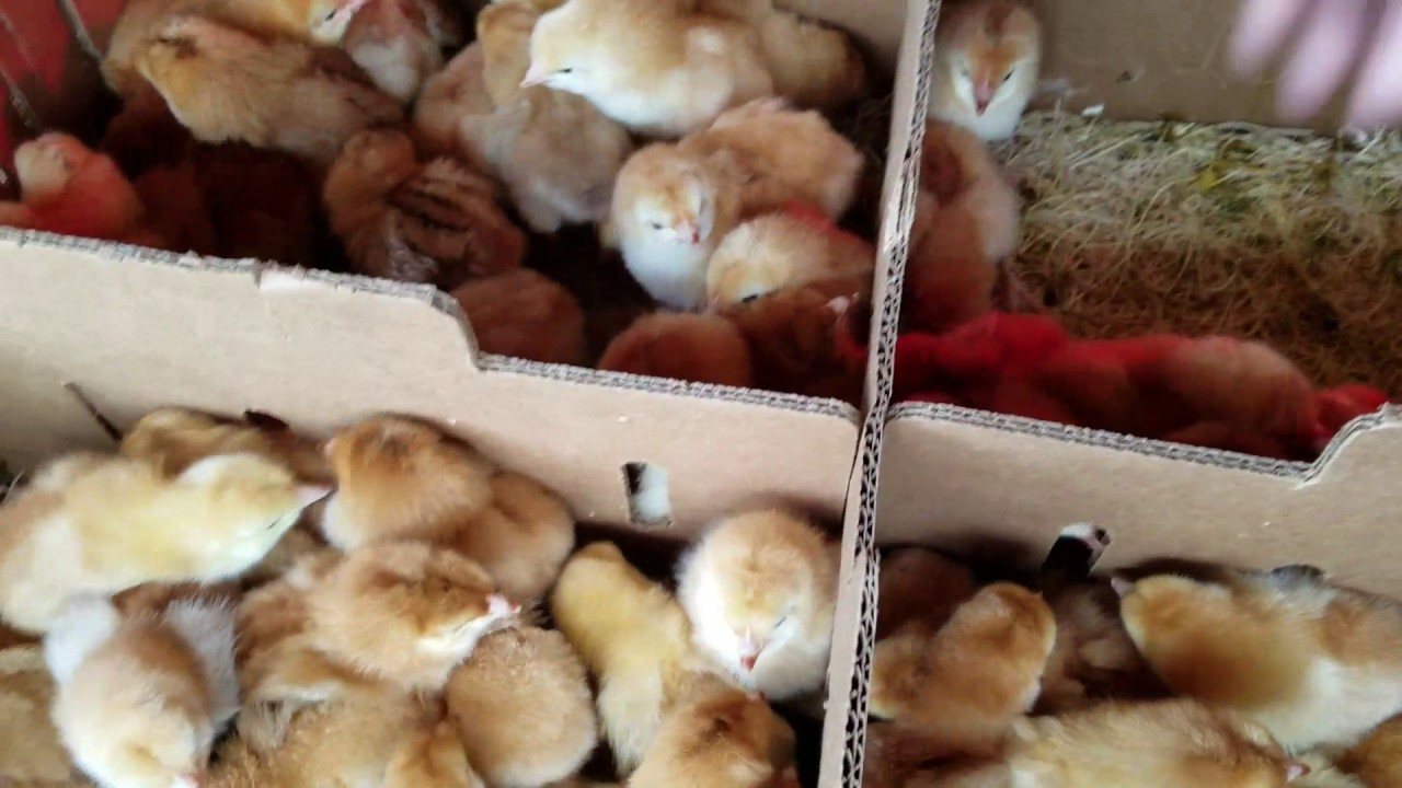 Llegaron 205 nuevos pollitos. Episodio 20 - YouTube