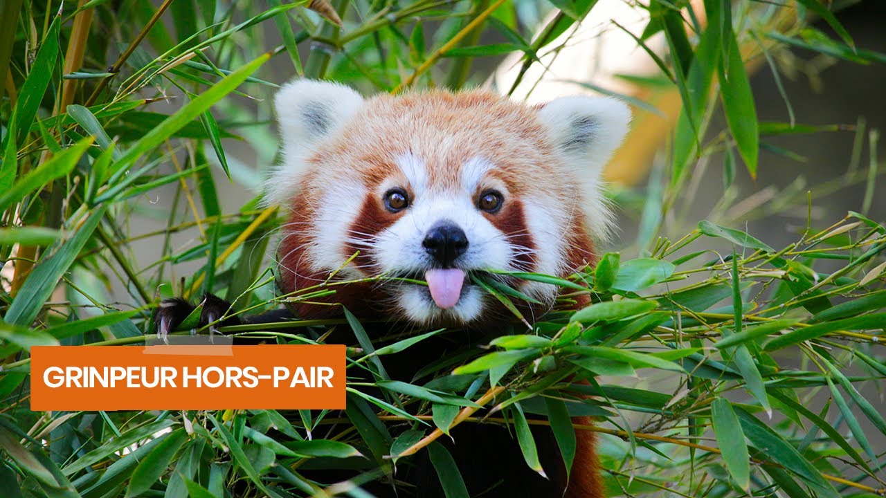 Le PANDA ROUX, une espèce vraiment UNIQUE - YouTube