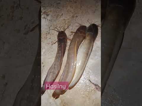 ikan lele bebatuan bintik putih - YouTube