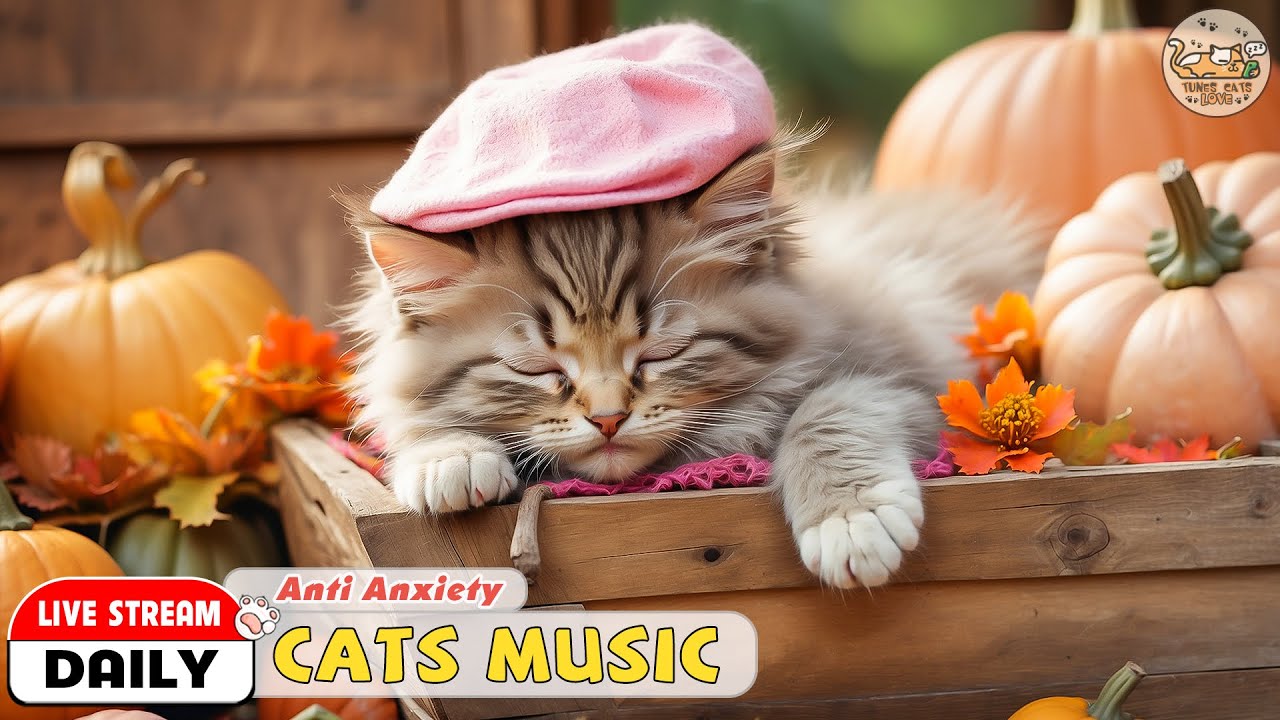 [LIVE] Deep Anti Anxiety Music to Relax Cat🐈Gentle Melodies for a Happy ...