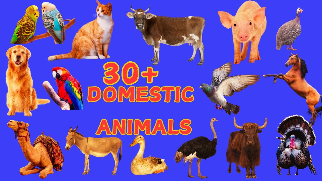 Domestic Animals|Pet Animals|Farm Animal Vocabulary|Animal name in ...