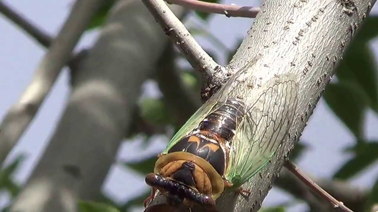 cicada singing - YouTube