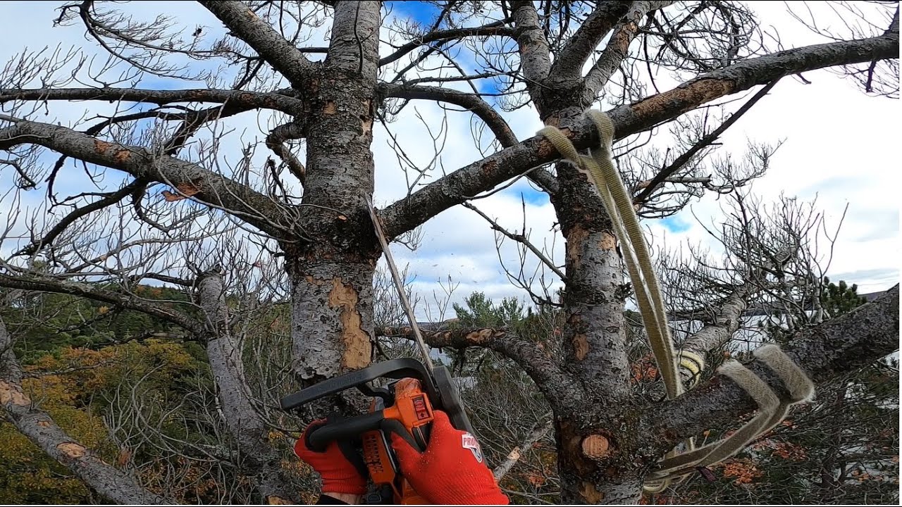 Rigging multiple branches at the same time (Husqvarna T 540 XP) - YouTube