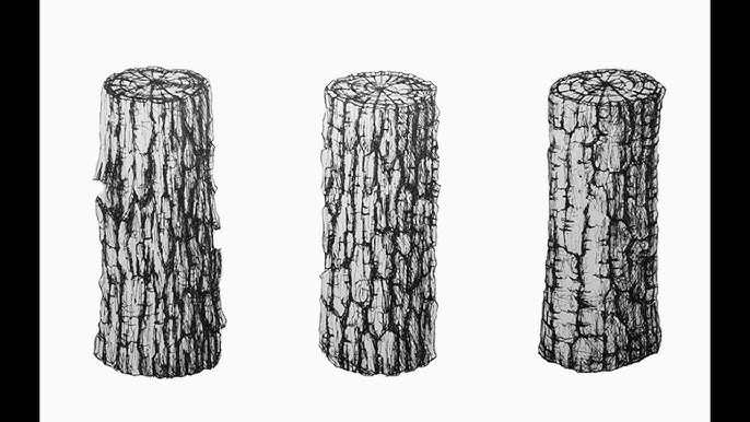 How To Draw A Realistic Tree Trunk